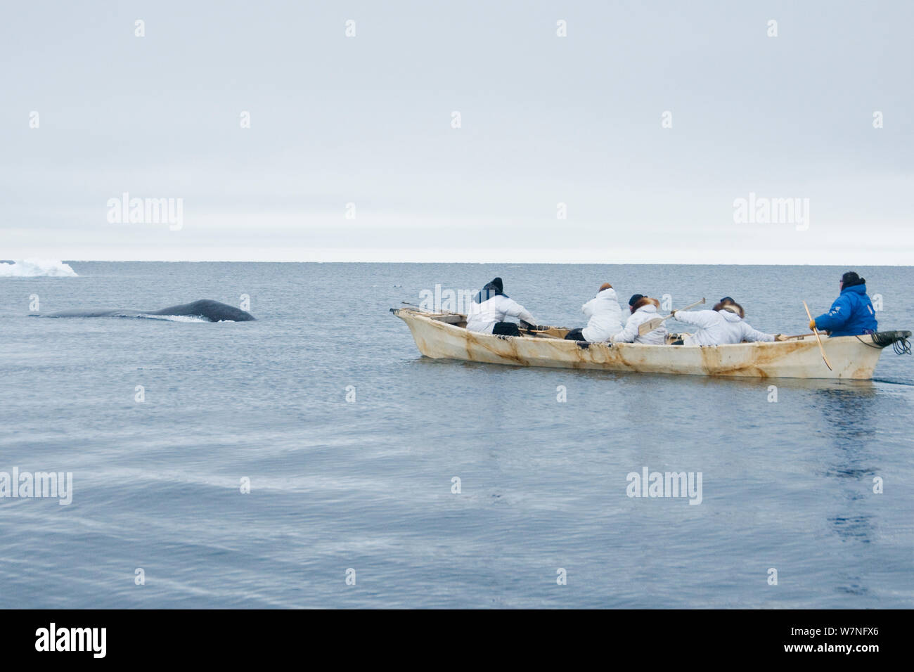 Indigenous whale hunting hi-res stock photography and images - Alamy