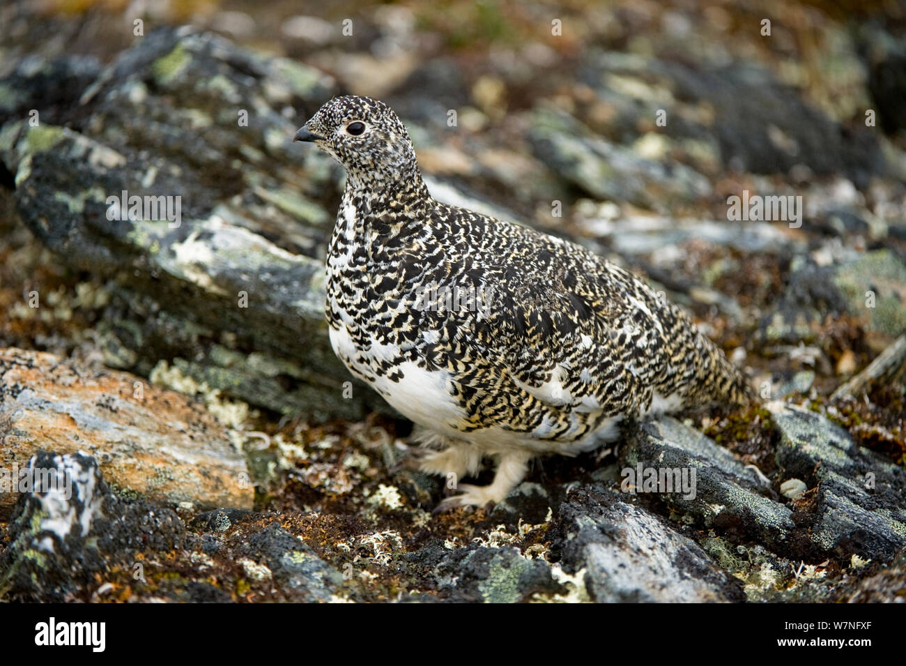 Rock Ptarmigan (Lagopus mutus) adult female camouflaged as its nest in ...