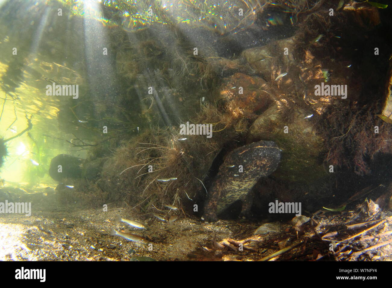 Japanese giant salamander (Andrias japonicus) in river, near its nest ...