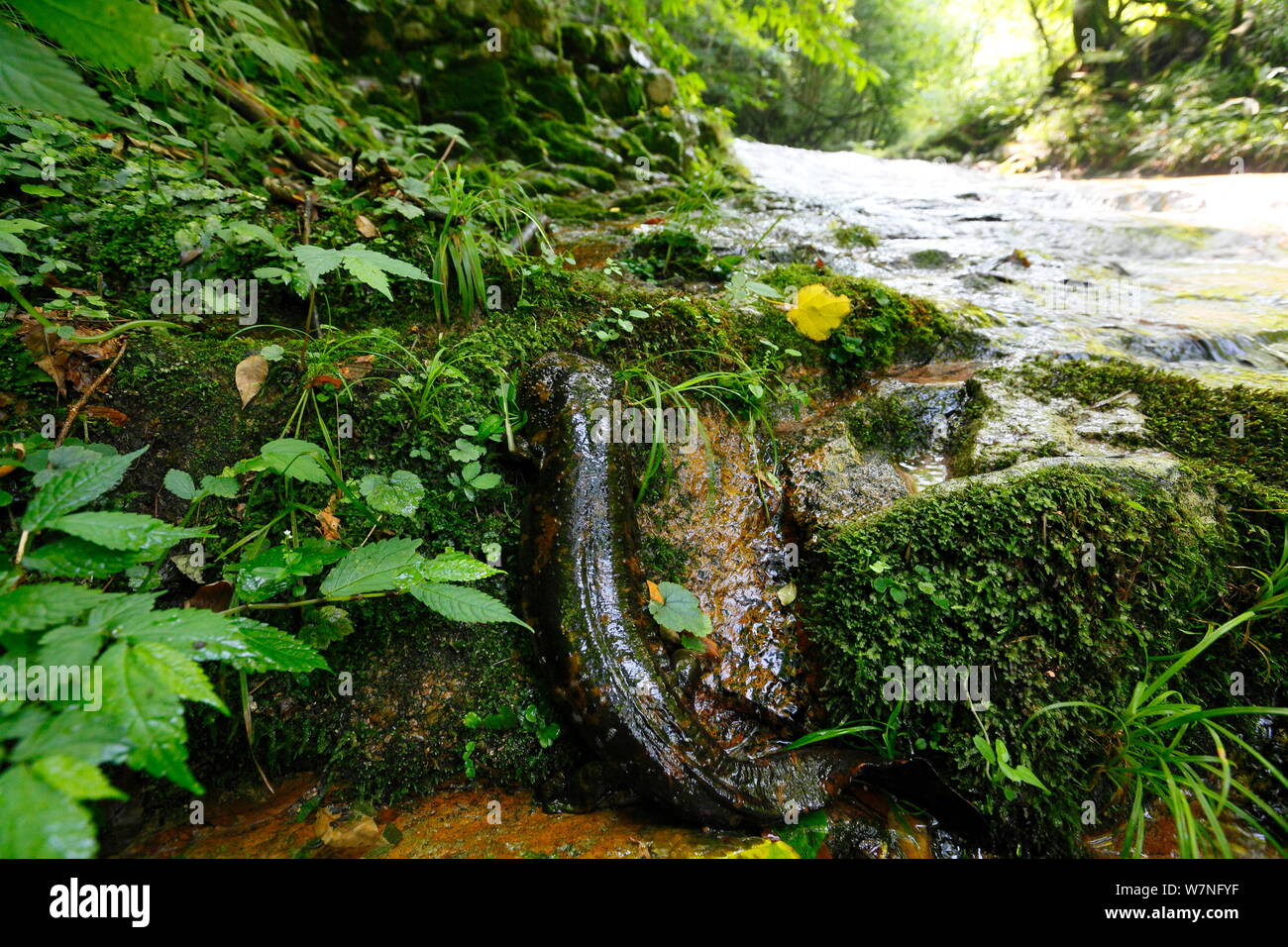 Andrias giant salamanders hi-res stock photography and images - Alamy