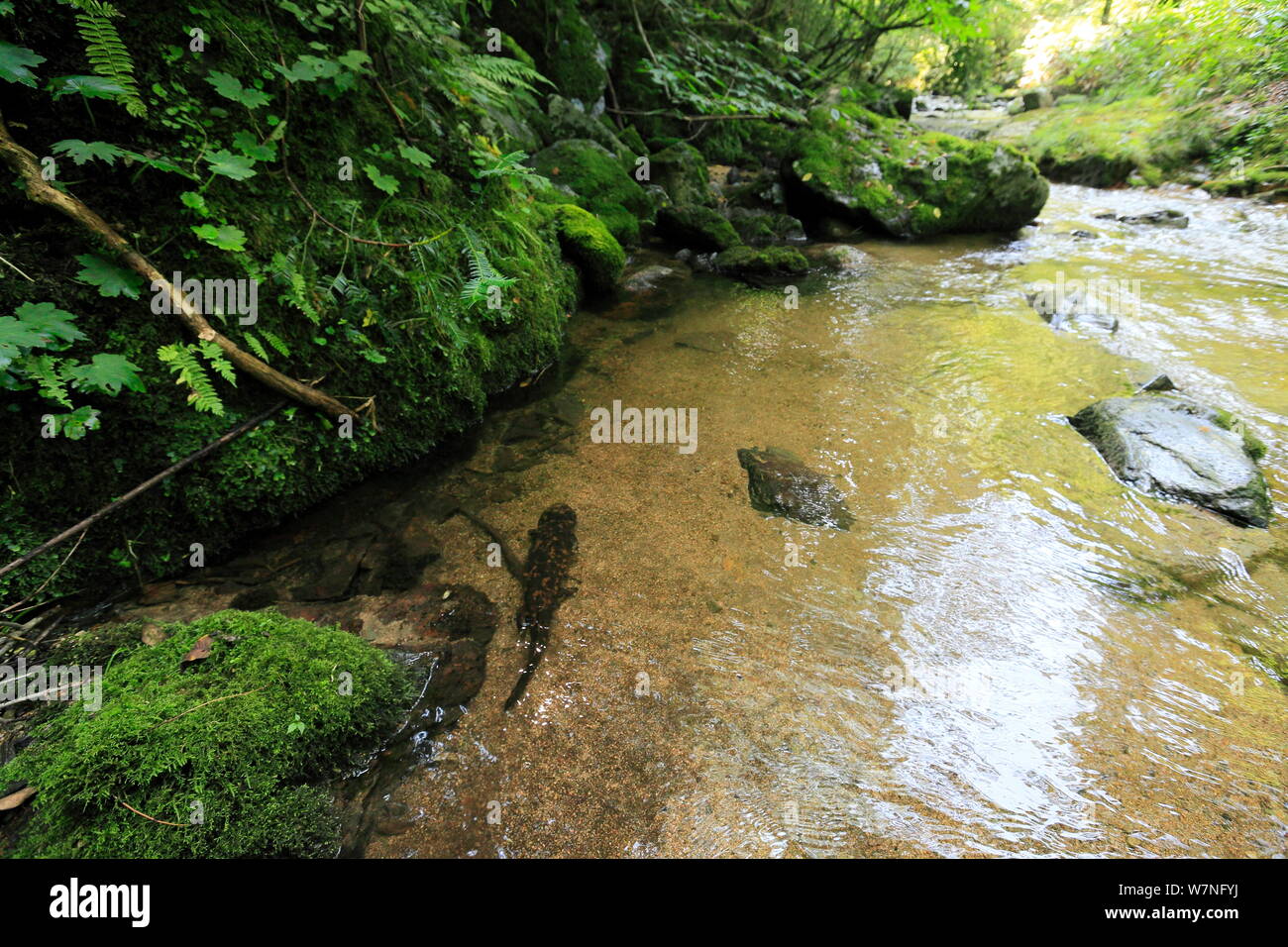 Japanese giant salamanders hi-res stock photography and images - Alamy