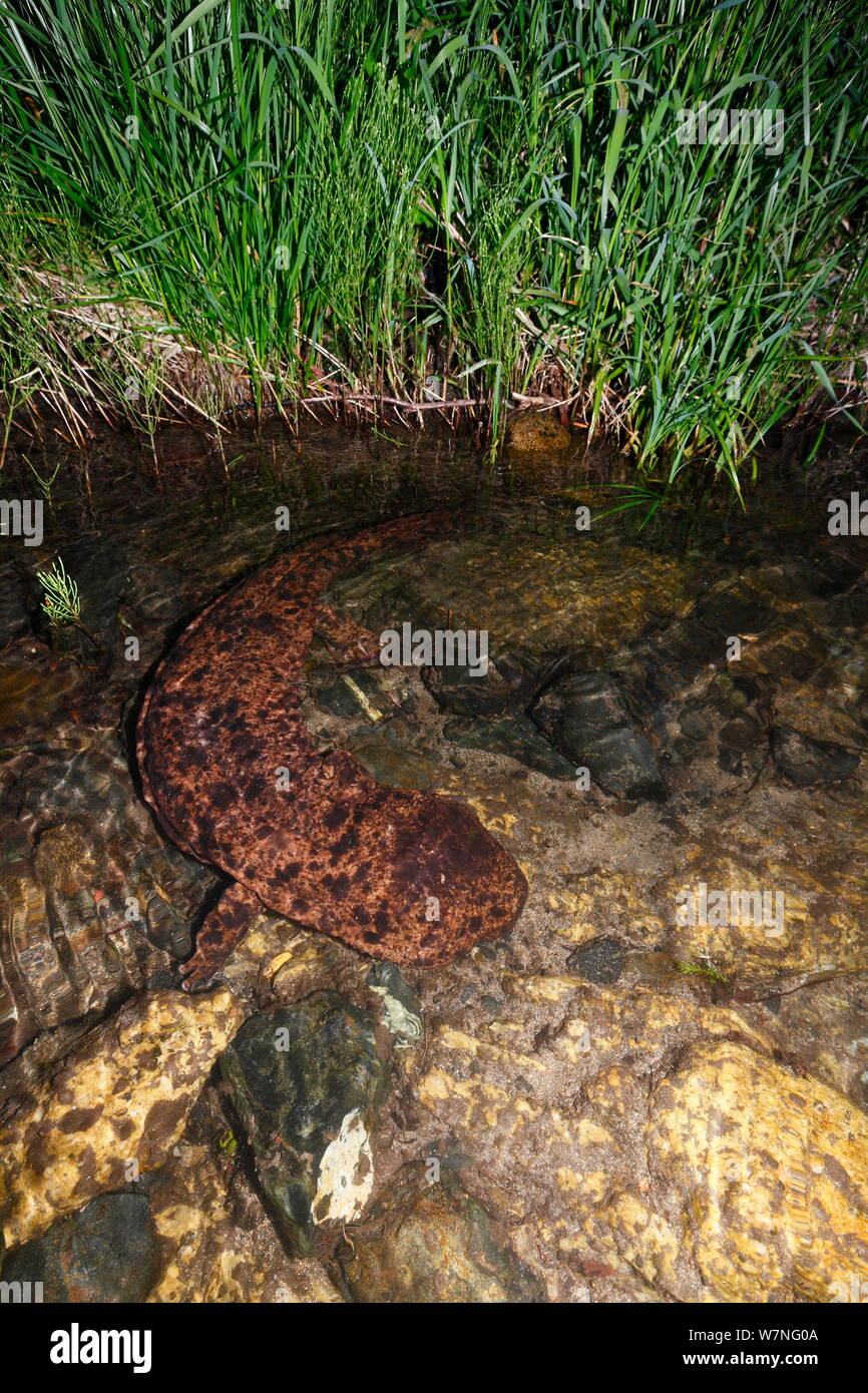 Andrias giant salamanders hi-res stock photography and images - Alamy