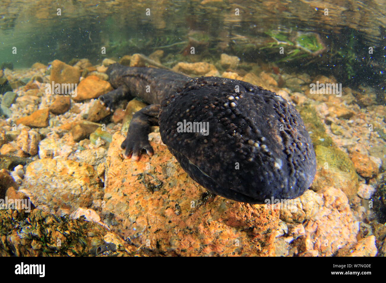 Japanese giant salamander (Andrias japonicus) in river, Japan, March ...