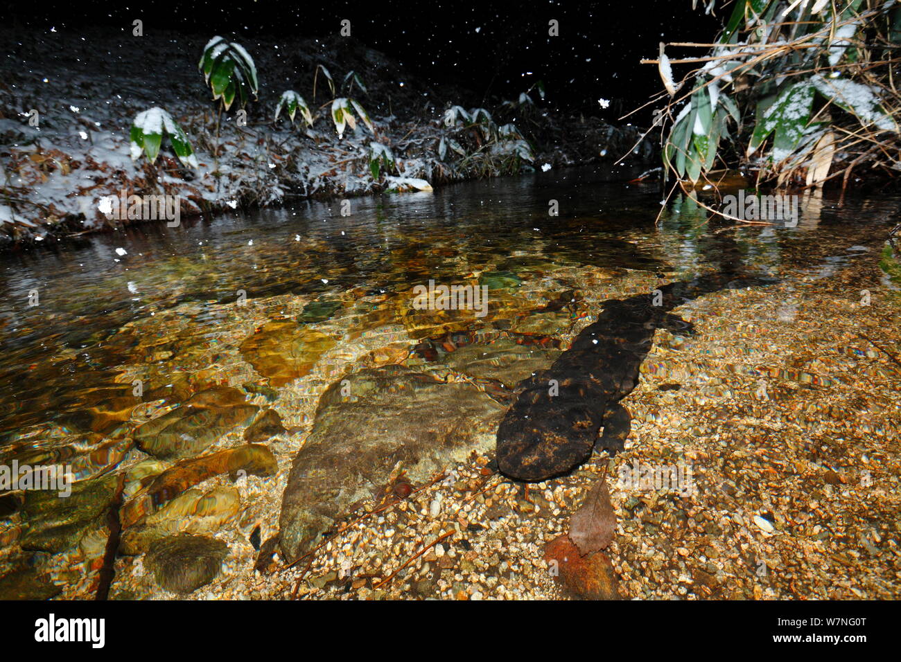 Andrias giant salamanders hi-res stock photography and images - Alamy