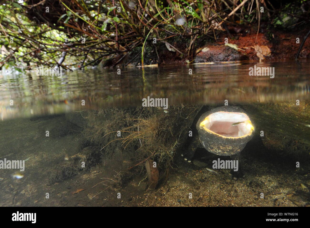 Giant nests hi-res stock photography and images - Alamy
