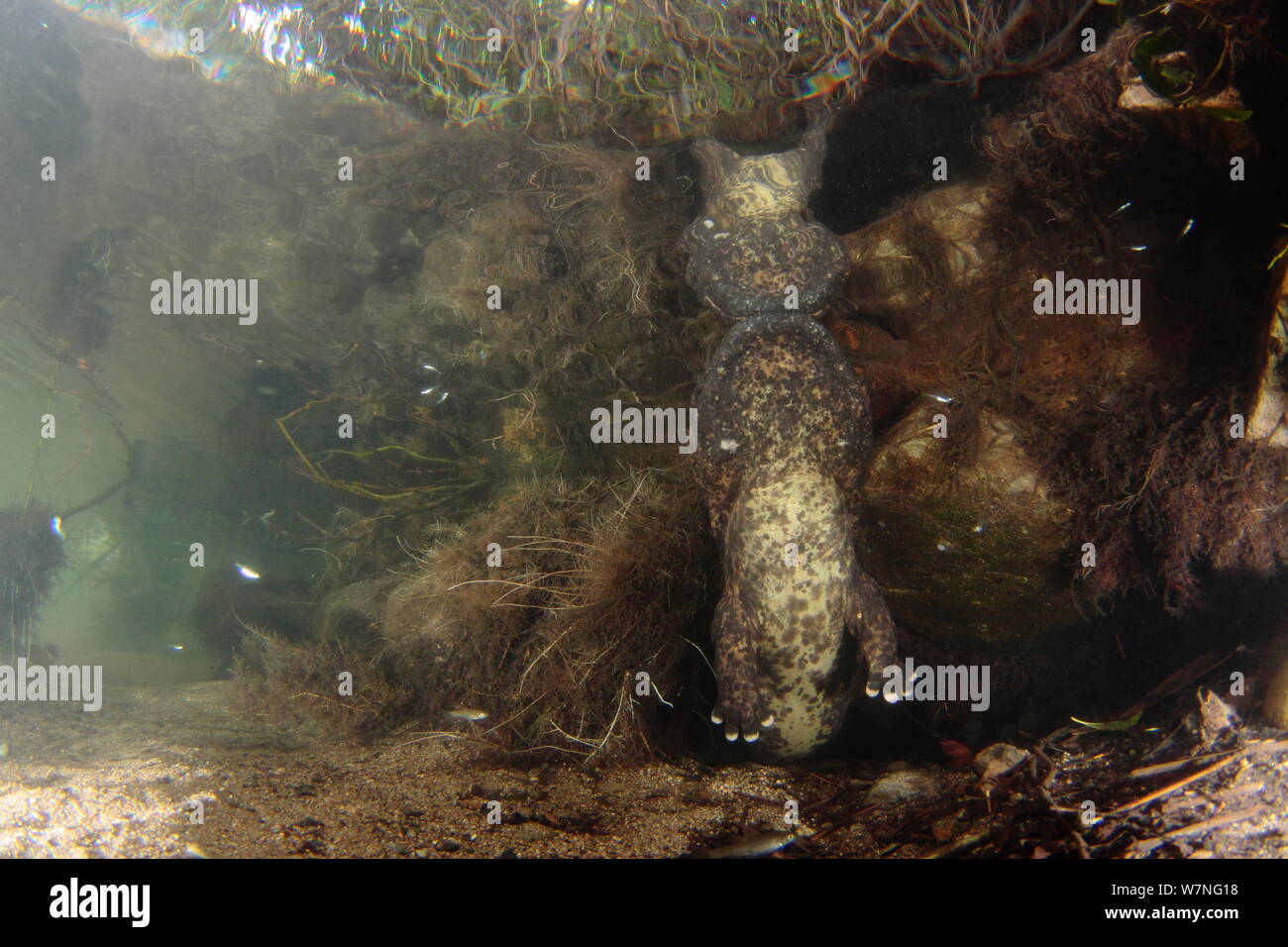 Japanese giant salamander (Andrias japonicus) at the entrance to its ...