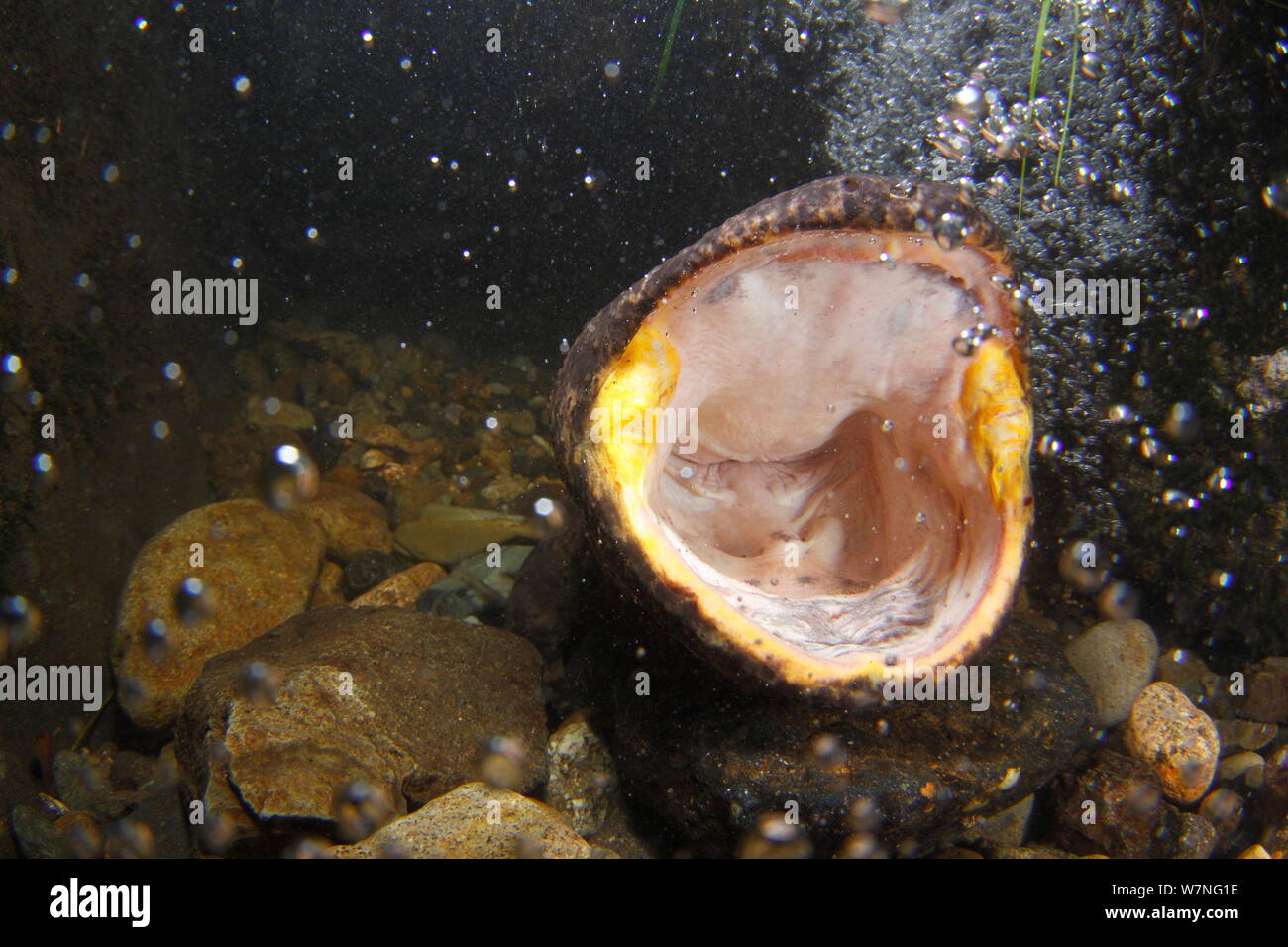 Japanese giant salamander (Andrias japonicus), yawning, Japan, July ...