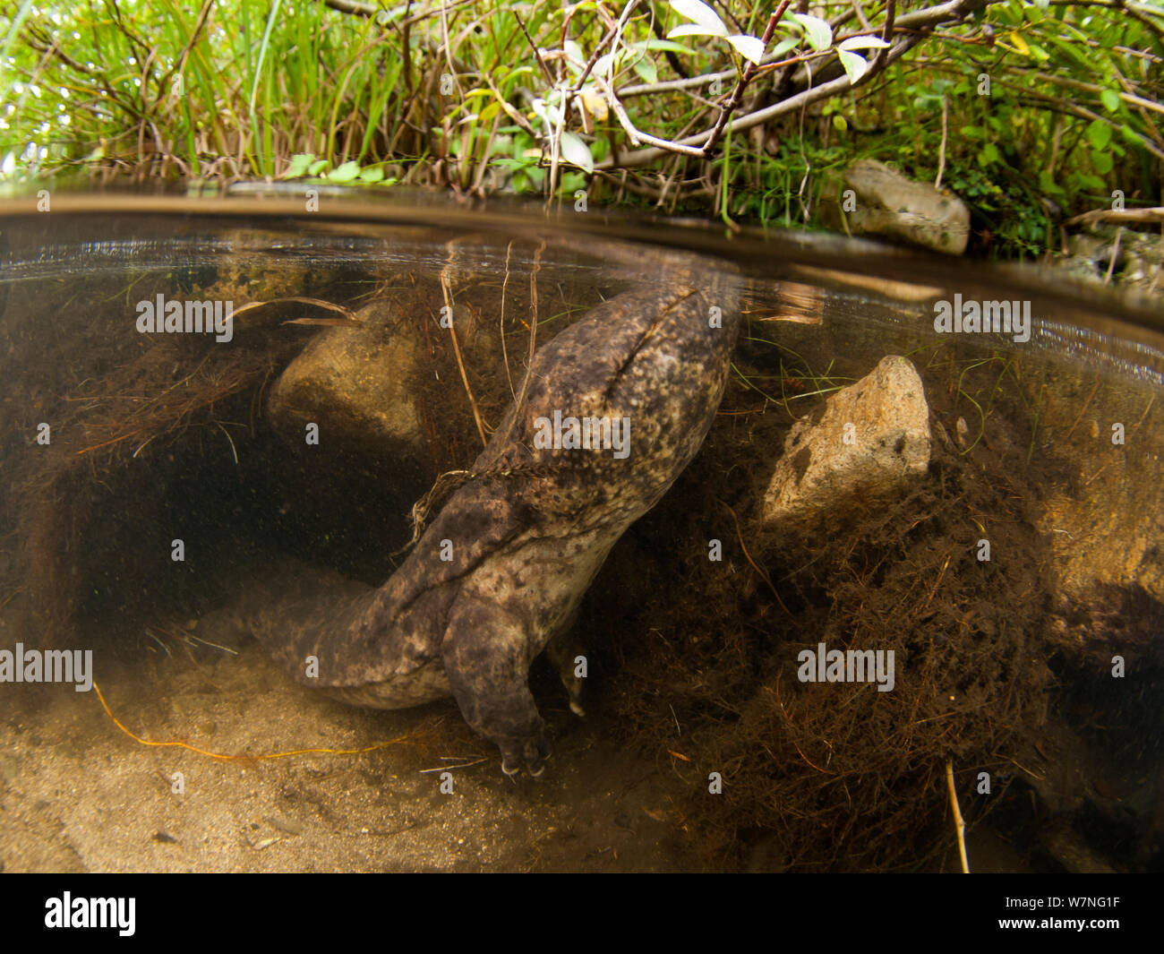 Andrias giant salamanders hi-res stock photography and images - Alamy