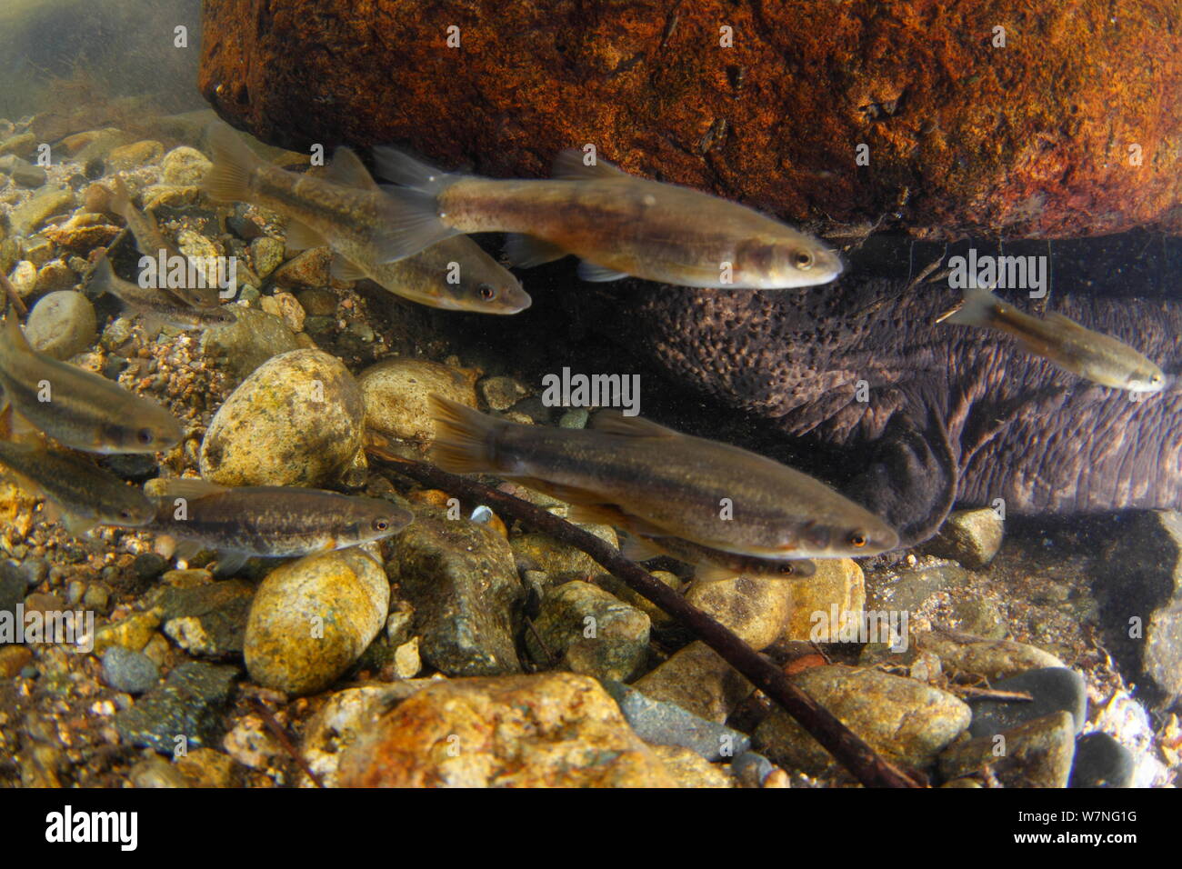 Japanese giant salamander (Andrias japonicus) in a river hunting fish ...