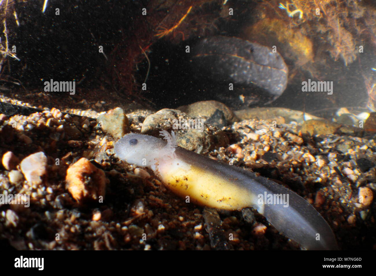 Japanese giant salamanders hi-res stock photography and images - Alamy