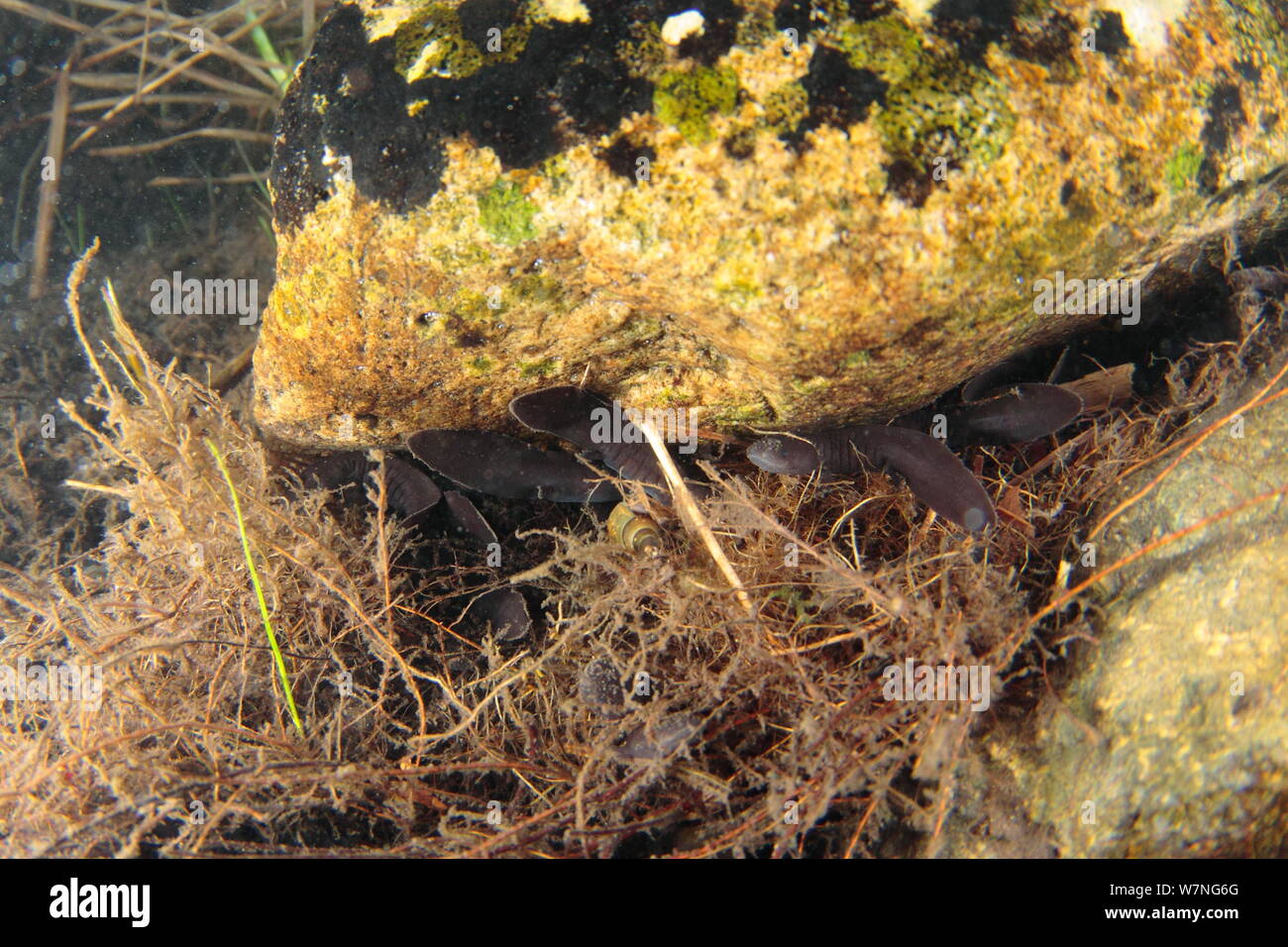 Aquatic salamanders hi-res stock photography and images - Alamy