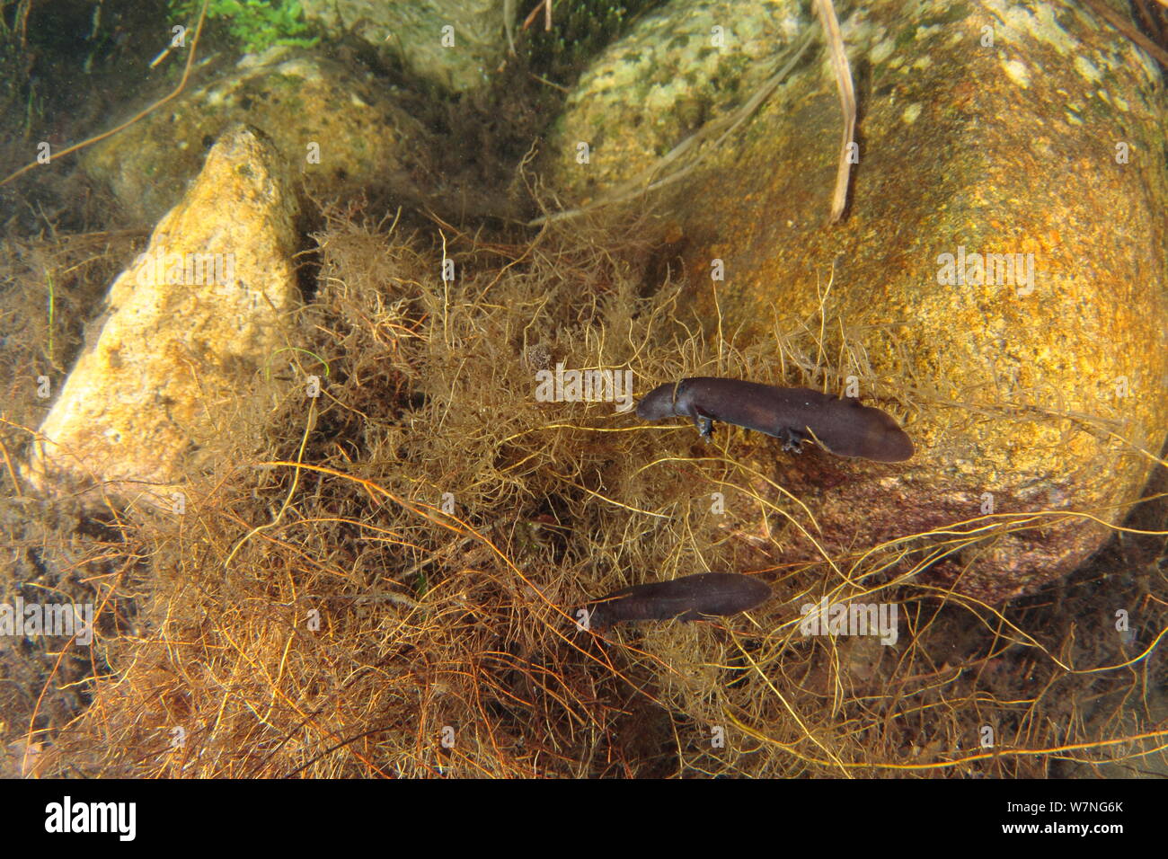 Japanese giant salamander (Andrias japonicus) hatchlings at entrance to ...