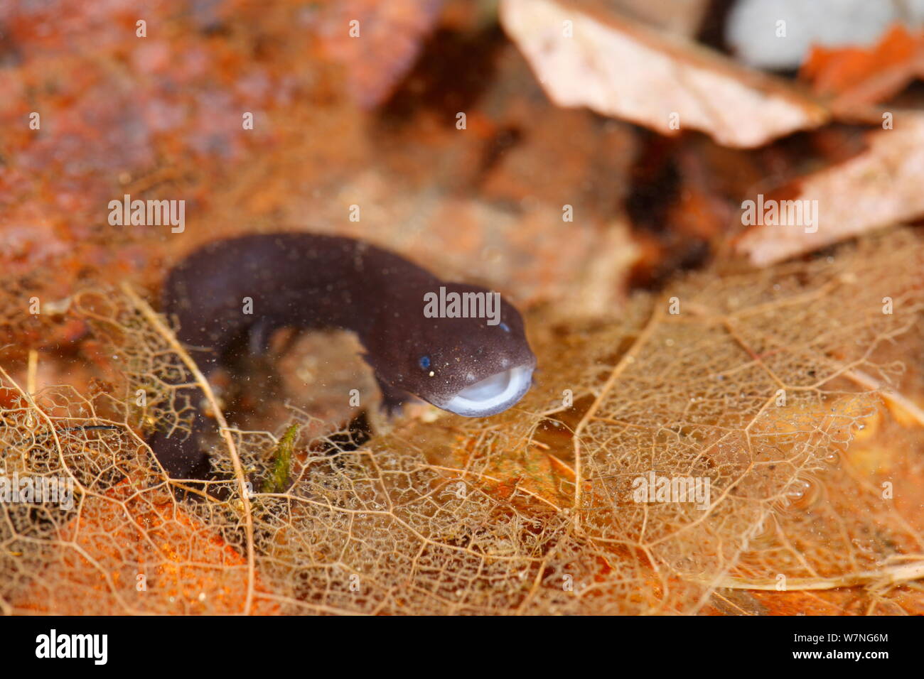 Japanese giant salamander (Andrias japonicus) hatchling leaving the ...