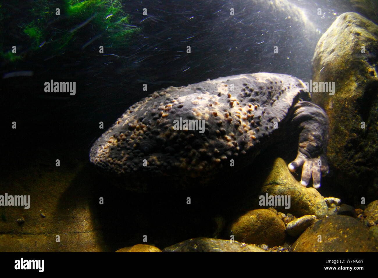 Japanese salamanders hi-res stock photography and images - Alamy