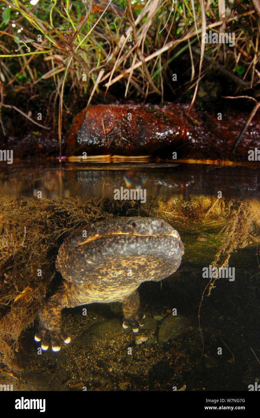 Male Japanese giant salamander (Andria japonicus) emerging from a nest ...