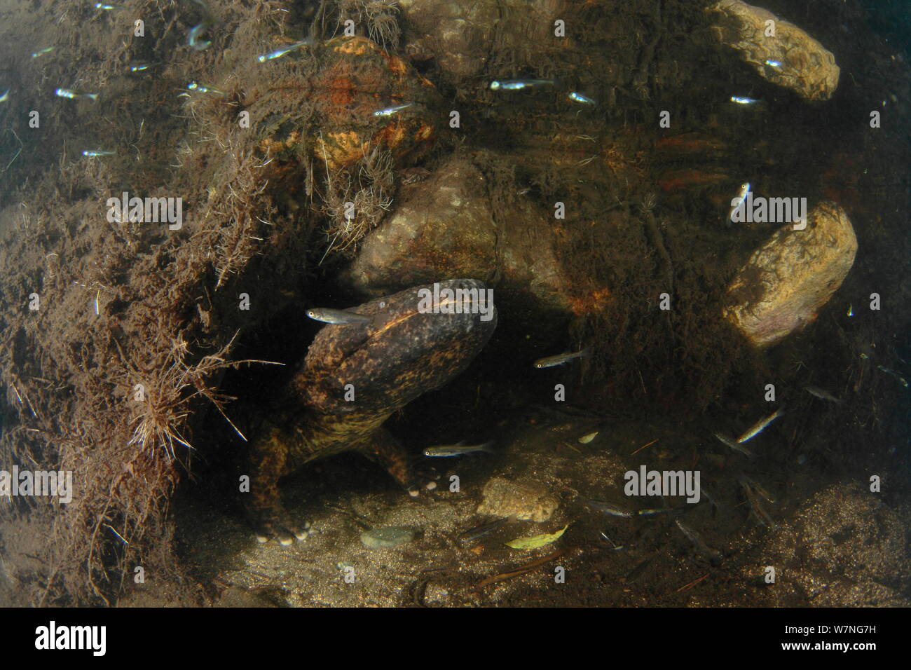 Male Japanese giant salamander (Andria japonicus) emerging from a nest ...
