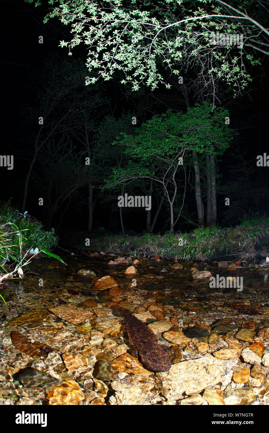 Japanese giant salamander hunting at night in a river, Japan, May Stock ...