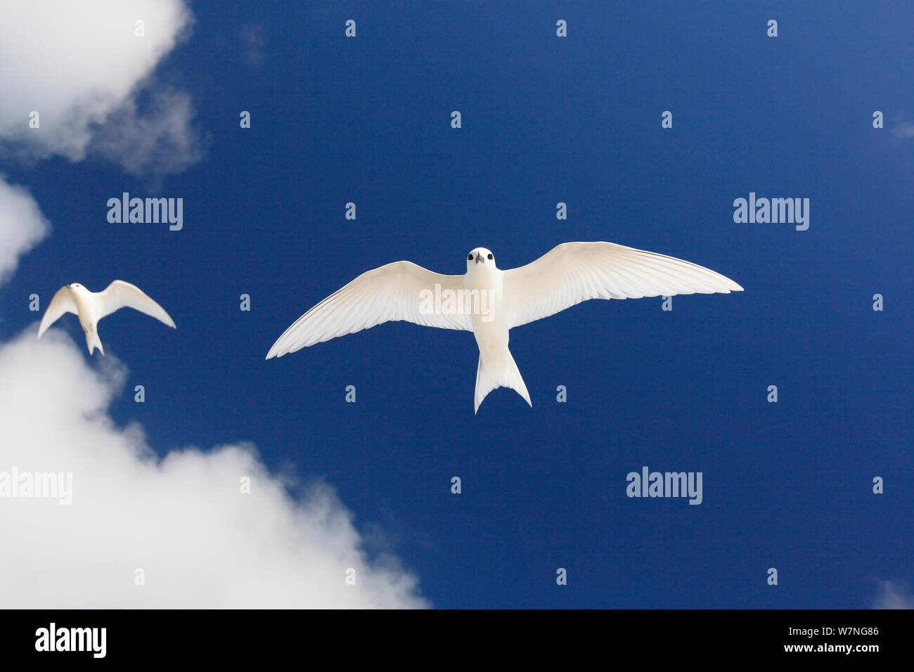 Australian terns hi-res stock photography and images - Alamy