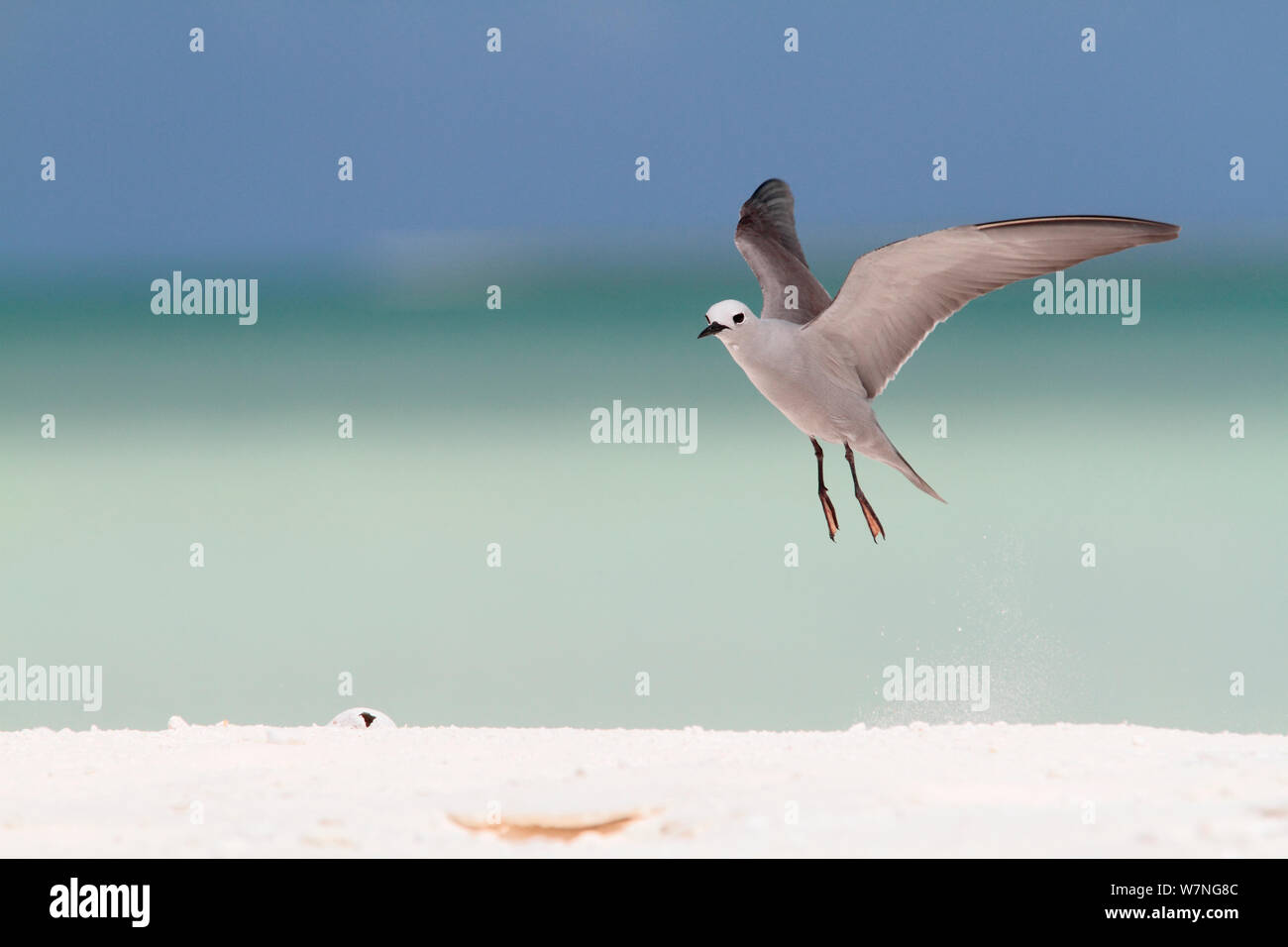 Blue-grey noddy (Procelsterna cerulea) in flight just above ground ...