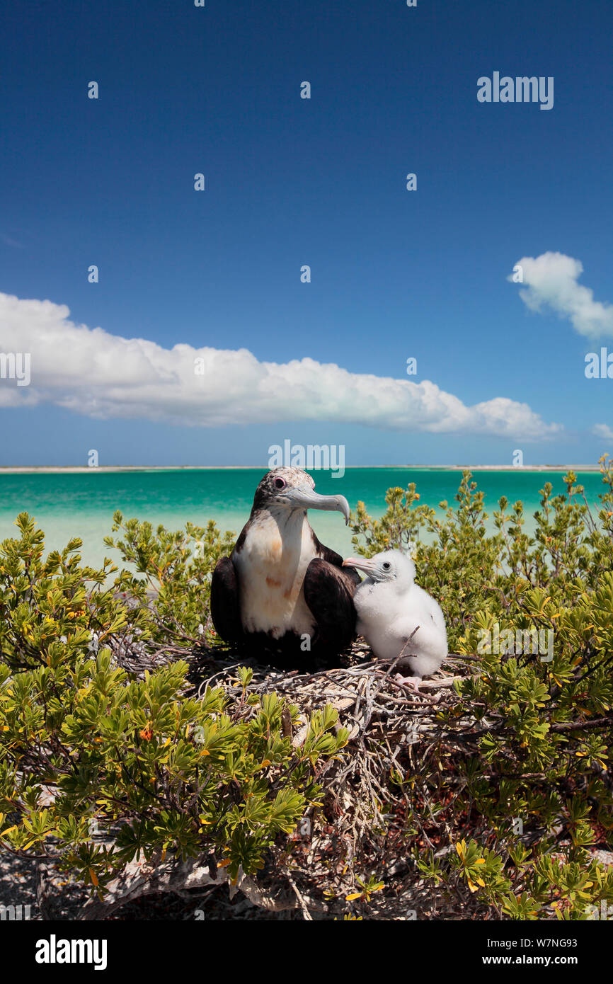 Lesser frigatebird (Fregata ariel) female and chick at nest on top of ...