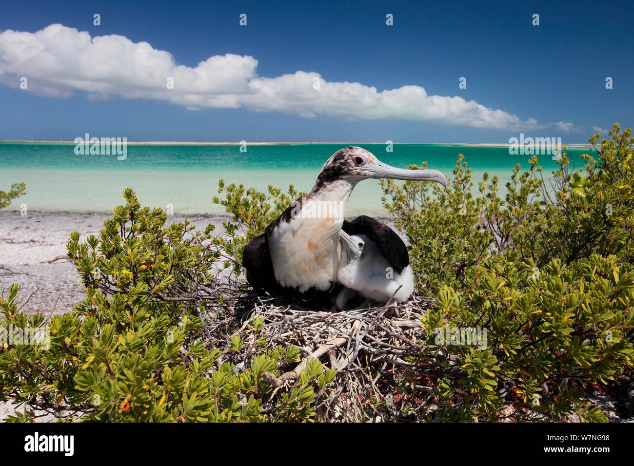 Lesser frigatebird (Fregata ariel) female sheltering chick from harsh ...