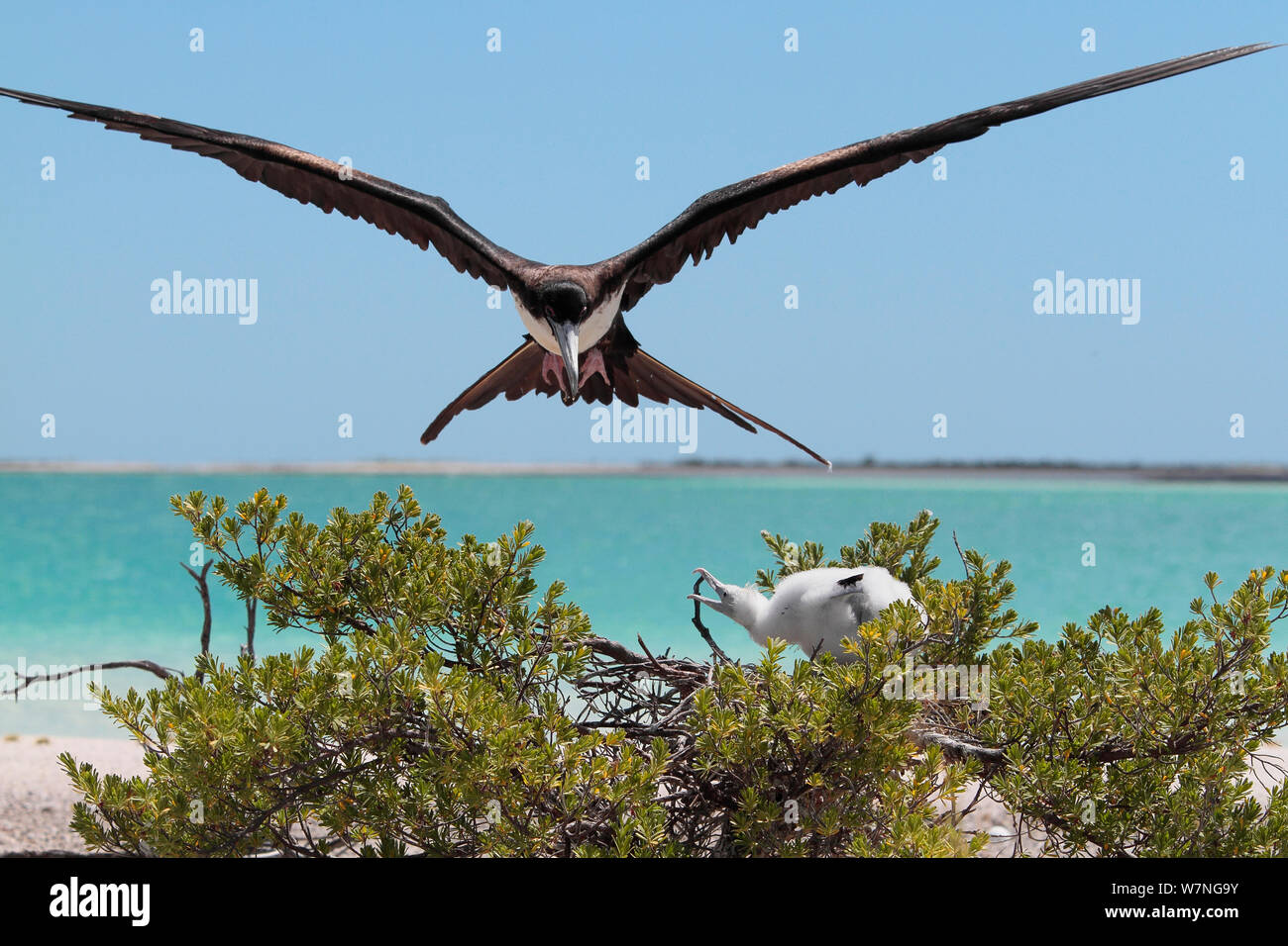Lesser frigatebird hi-res stock photography and images - Alamy