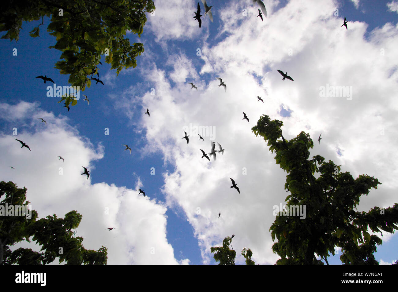Looking up at flocks of birds flying above the trees on Christmas ...