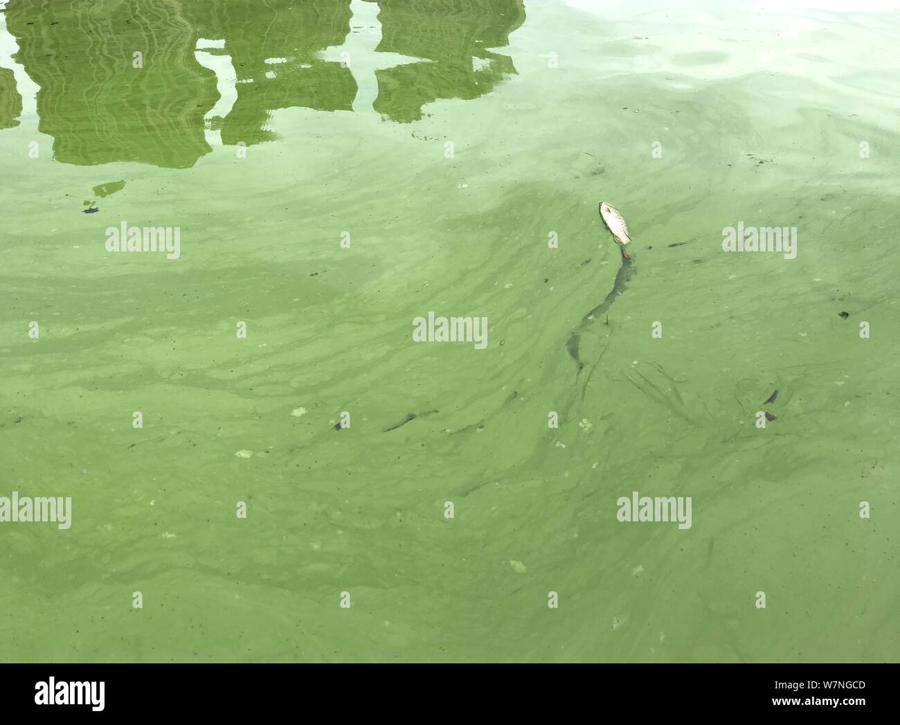 Dead fish algae hi-res stock photography and images - Alamy