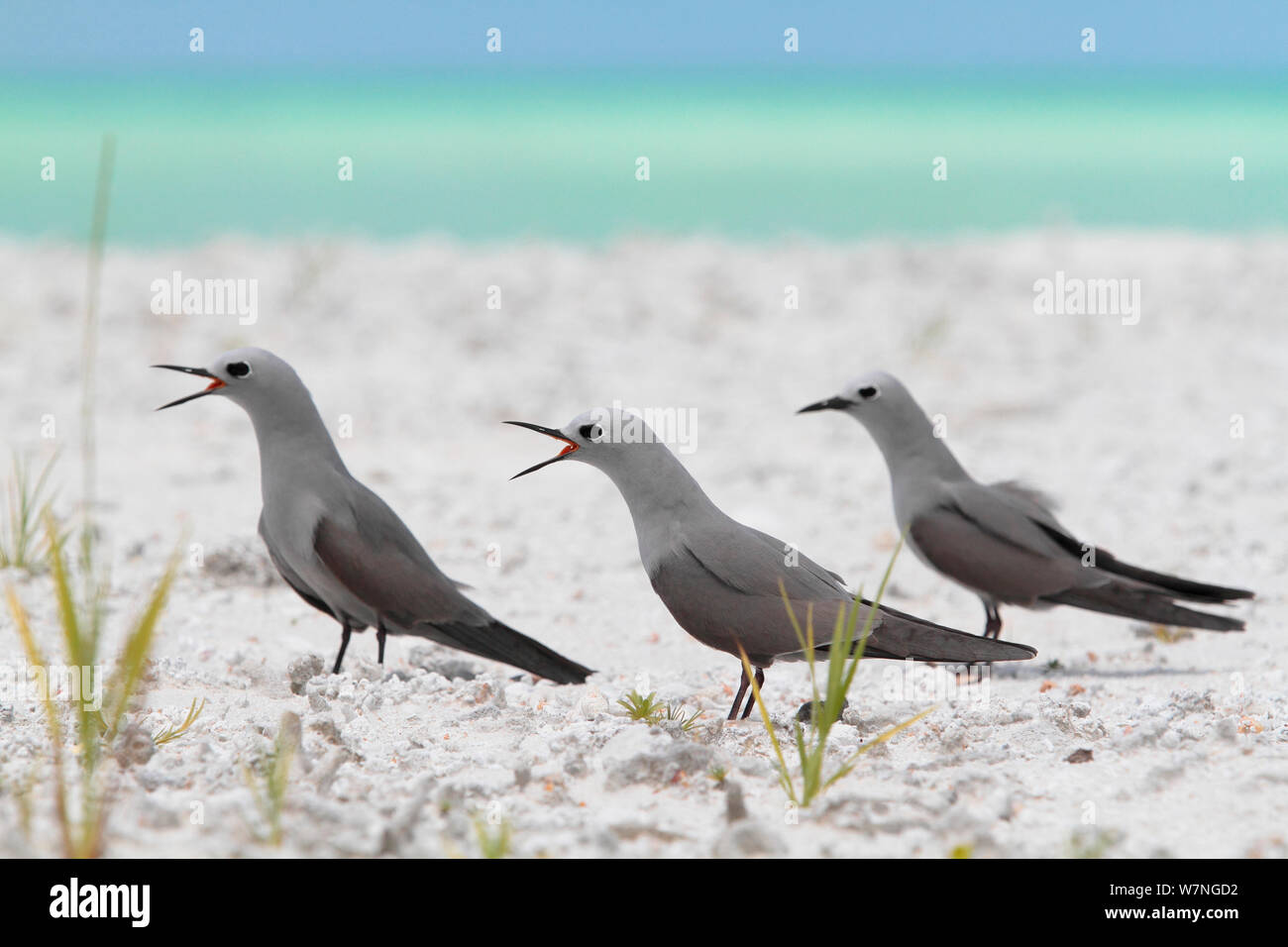 Blue-grey noddies (Procelsterna cerulea) calling, Christmas Island ...