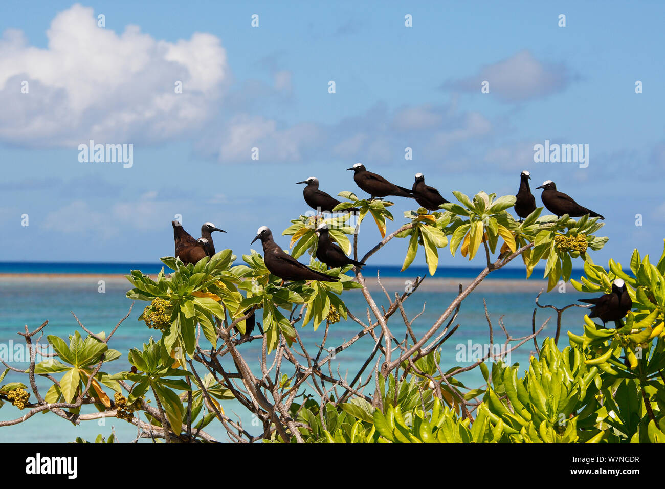 Black noddy terns hi-res stock photography and images - Alamy