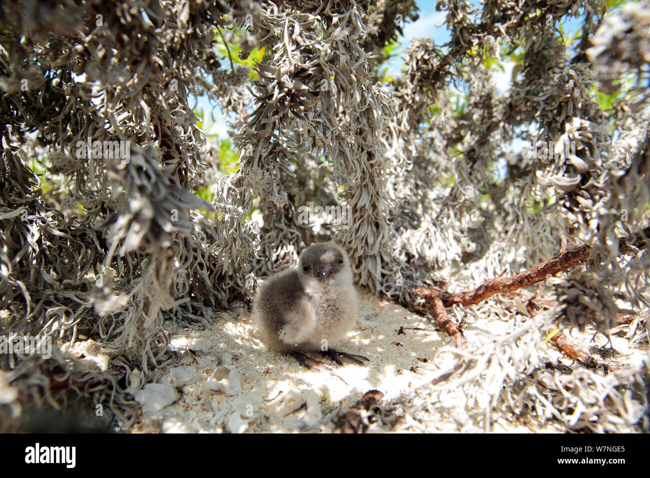 Blue-grey noddy (Procelsterna cerulea) chick in the nest, in bushes ...