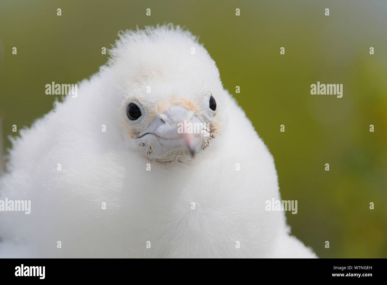 Lesser frigate birds hi-res stock photography and images - Alamy