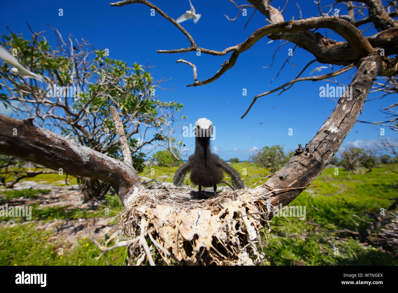 Black noddy hi-res stock photography and images - Alamy