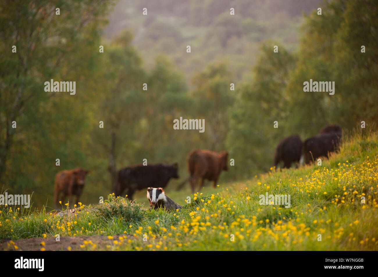Badgers cows hi-res stock photography and images - Alamy