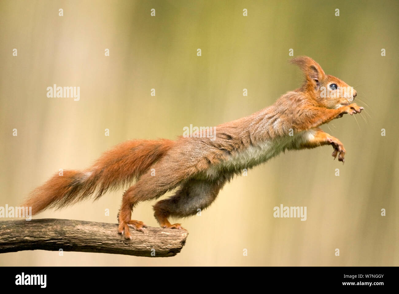 Rodents jumping hi-res stock photography and images - Alamy