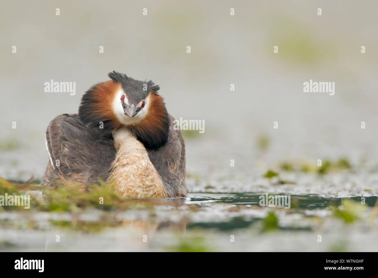 Mating of great crested grebes hi-res stock photography and images - Alamy