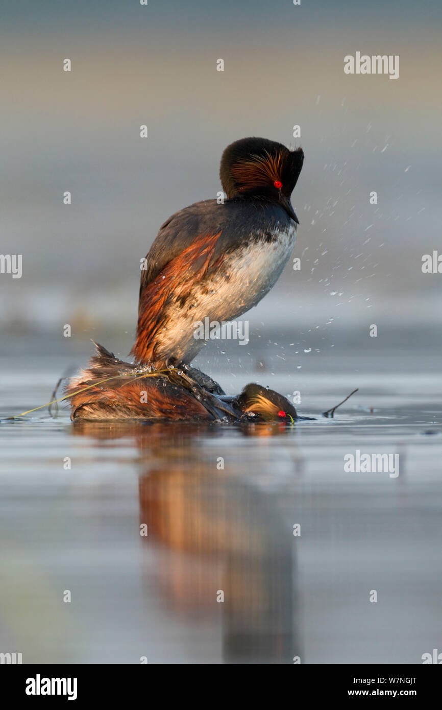 Black necked grebe (Podiceps nigricollis) male jumping on top of the ...