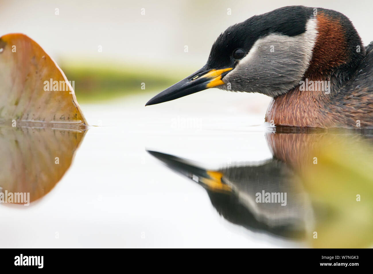 Red necked grebe (Podiceps grisegena) head profile portrait, Danube ...