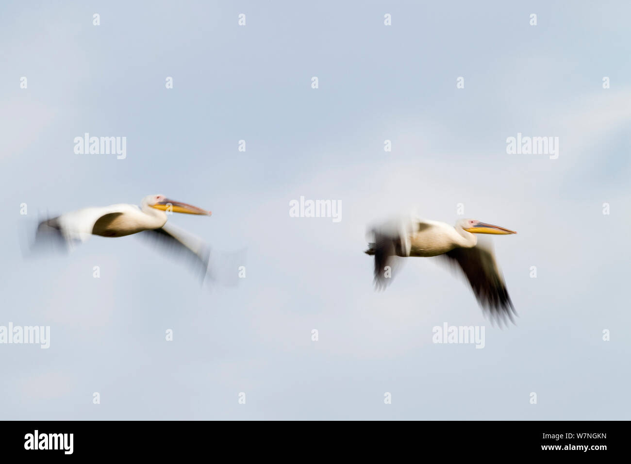Eastern white pelicans (Pelecanus onocrotalus) two pelicans in flight ...