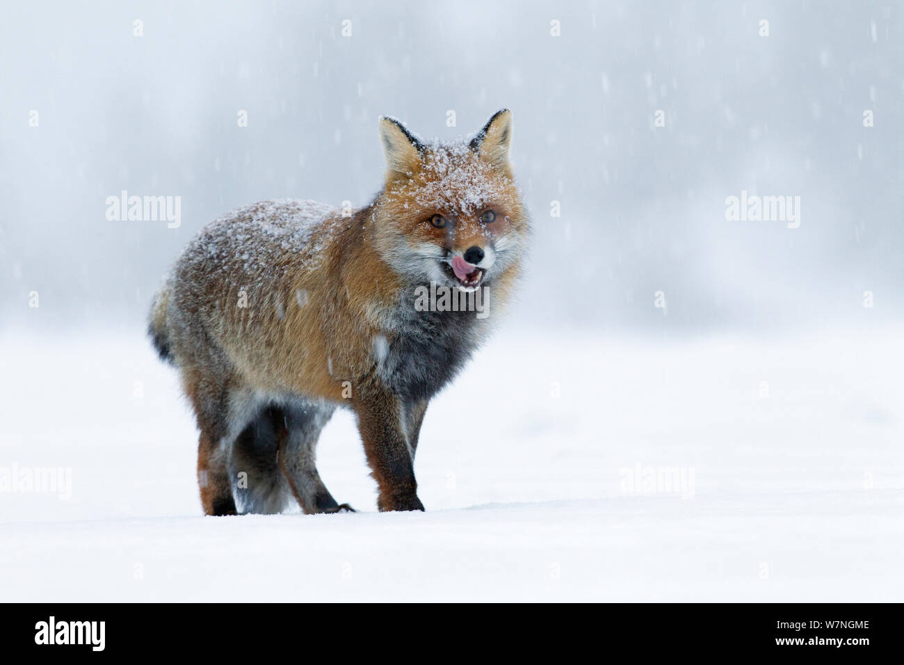 Red fox, europe, snow hi-res stock photography and images - Alamy