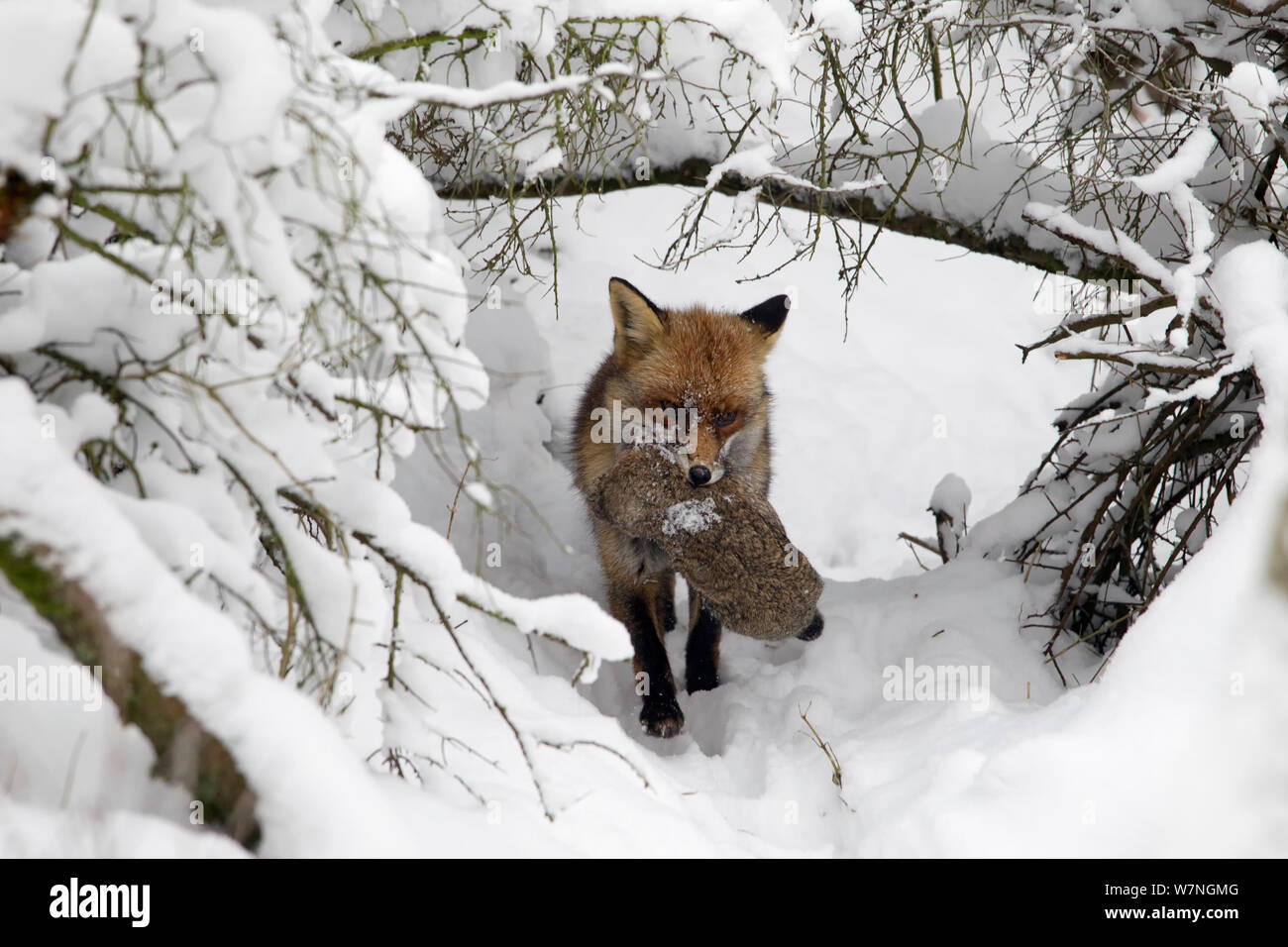 Red fox (Vulpes vulpes) in the snow after catching a rabbit, The ...