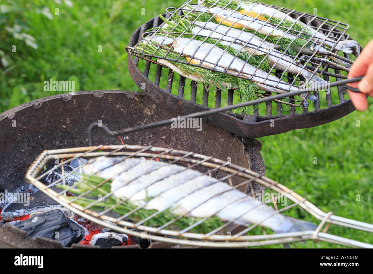 Fresh fish on campfire hi-res stock photography and images - Alamy