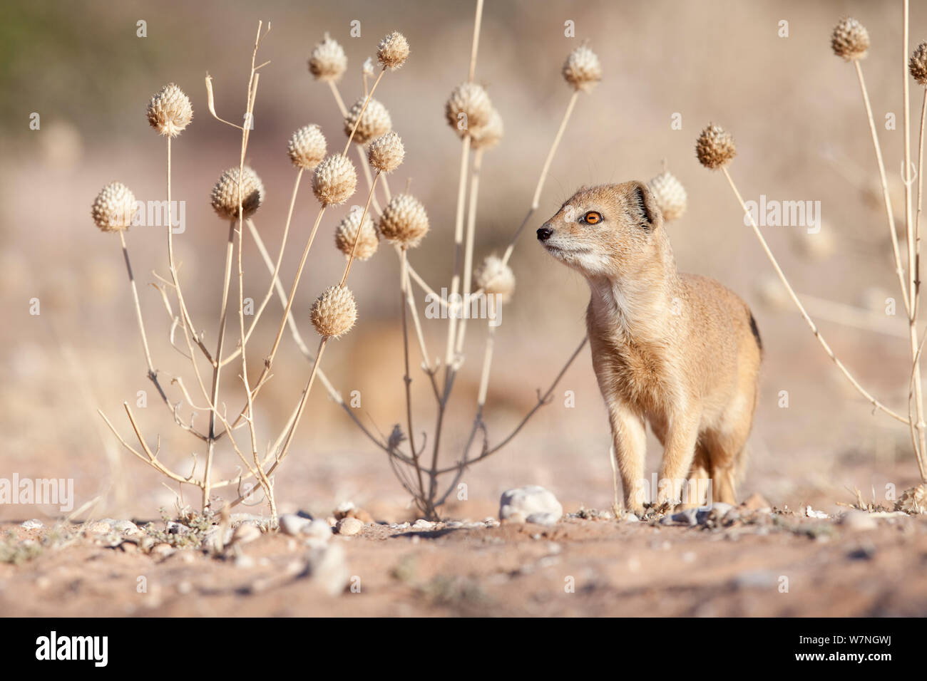 Yellow mongoose (Cynictis penicillata) portrait, Kgalagadi ...