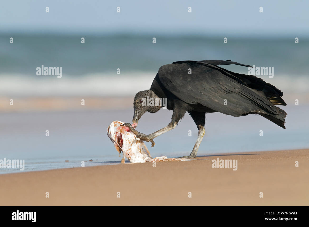 Black vulture (Coragyps atratus) scavenging dead fish on beach, Marao ...