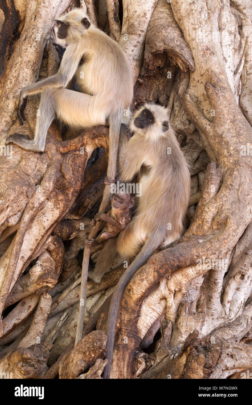 Northern Plains gray / Hanuman Langur (Semnopithecus entellus) family ...