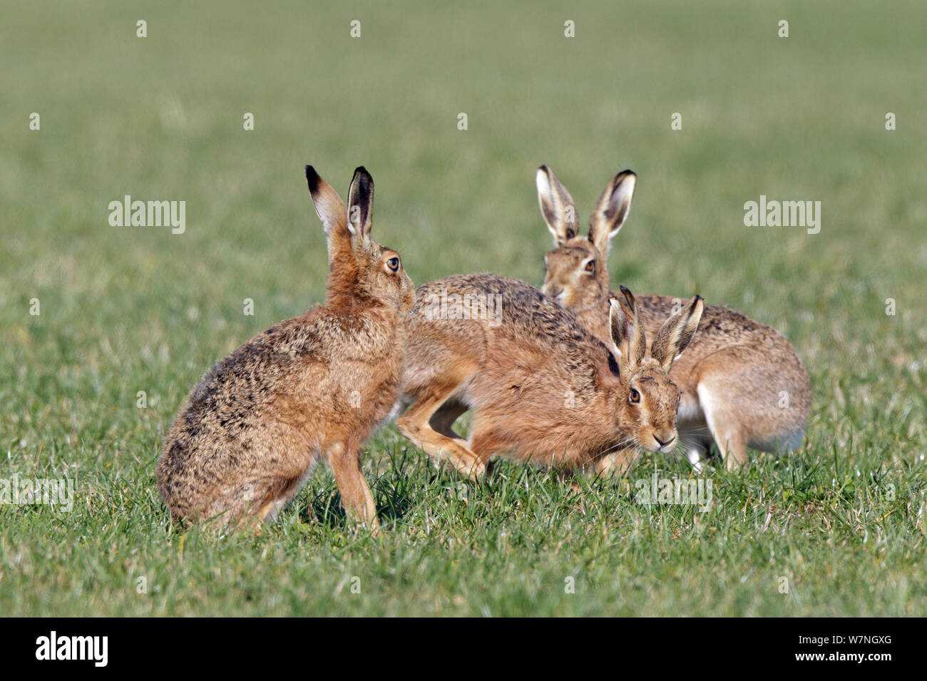 Mating hares hi-res stock photography and images - Alamy
