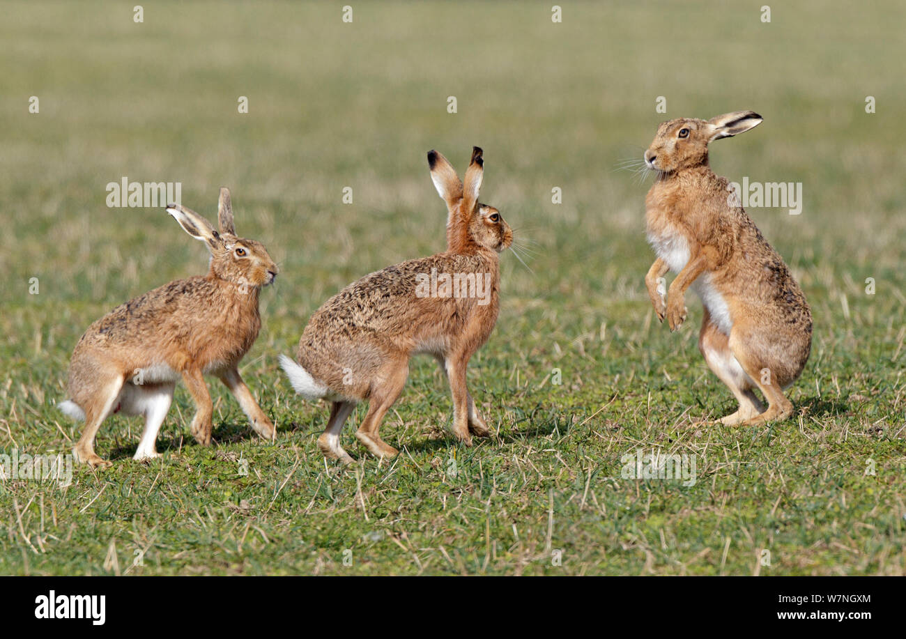 Mating hares hi-res stock photography and images - Alamy