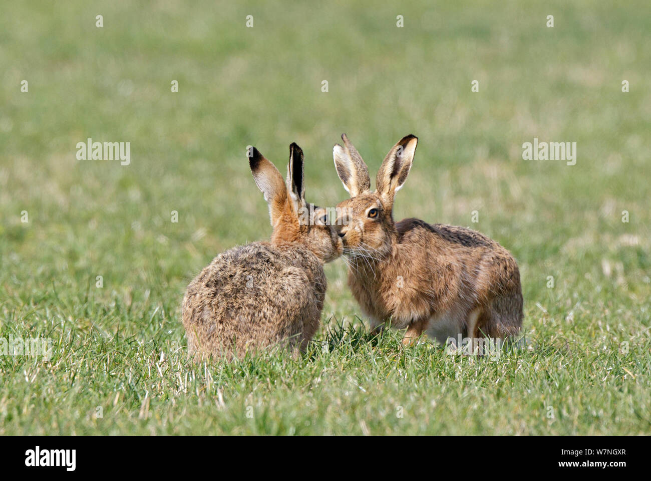 Mating hares hi-res stock photography and images - Alamy