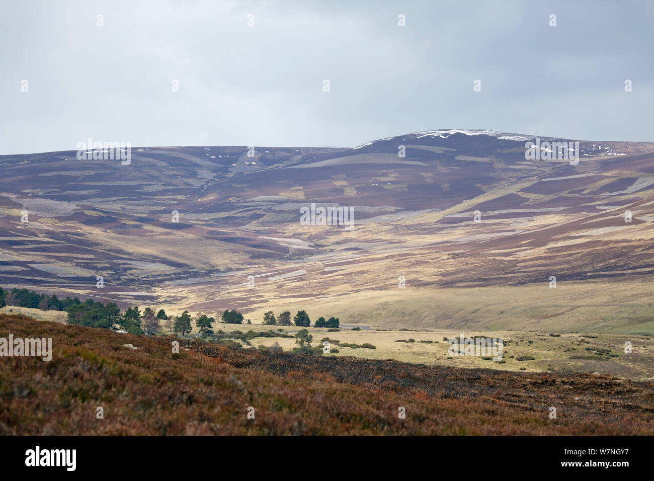 Grouse moor, Deeside, Scotland, April 2012 Stock Photo - Alamy