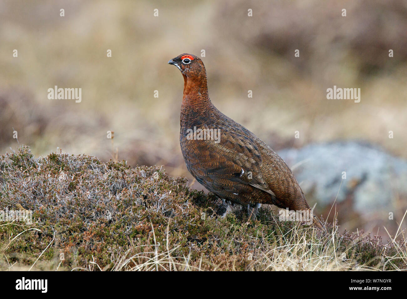 Red Grouse (Lagopus lagopus scoticus) male in spring. Deeside, Scotland ...